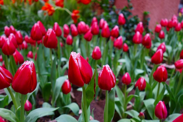 1年中チューリップが咲くパレットガーデン！ | チューリップ四季彩館